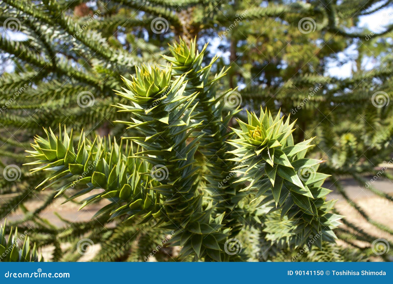 Monkey puzzle tree stock photo. Image of nature, cone - 90141150