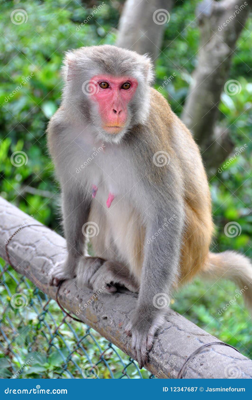 Monkey on the rail stock image. Image of stand, silver - 12347687
