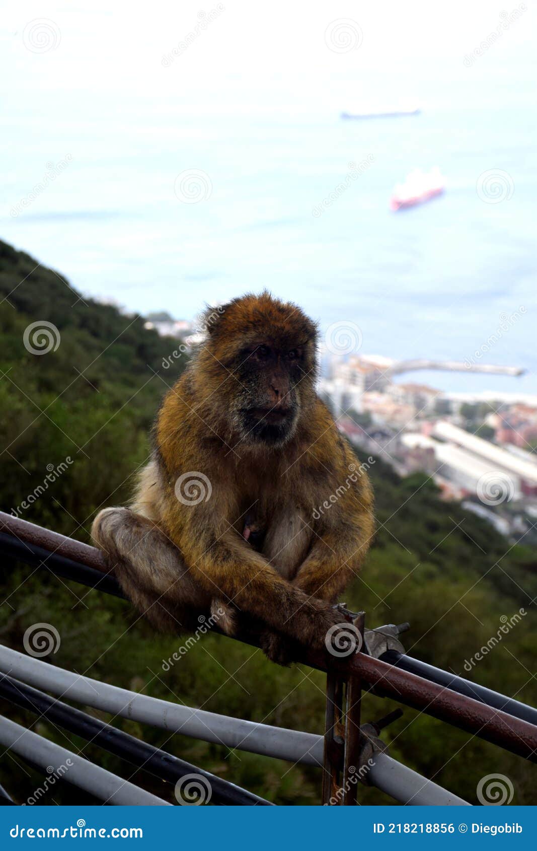 Monkey on Rail in Gibraltar Stock Photo - Image of wild, wildlife ...