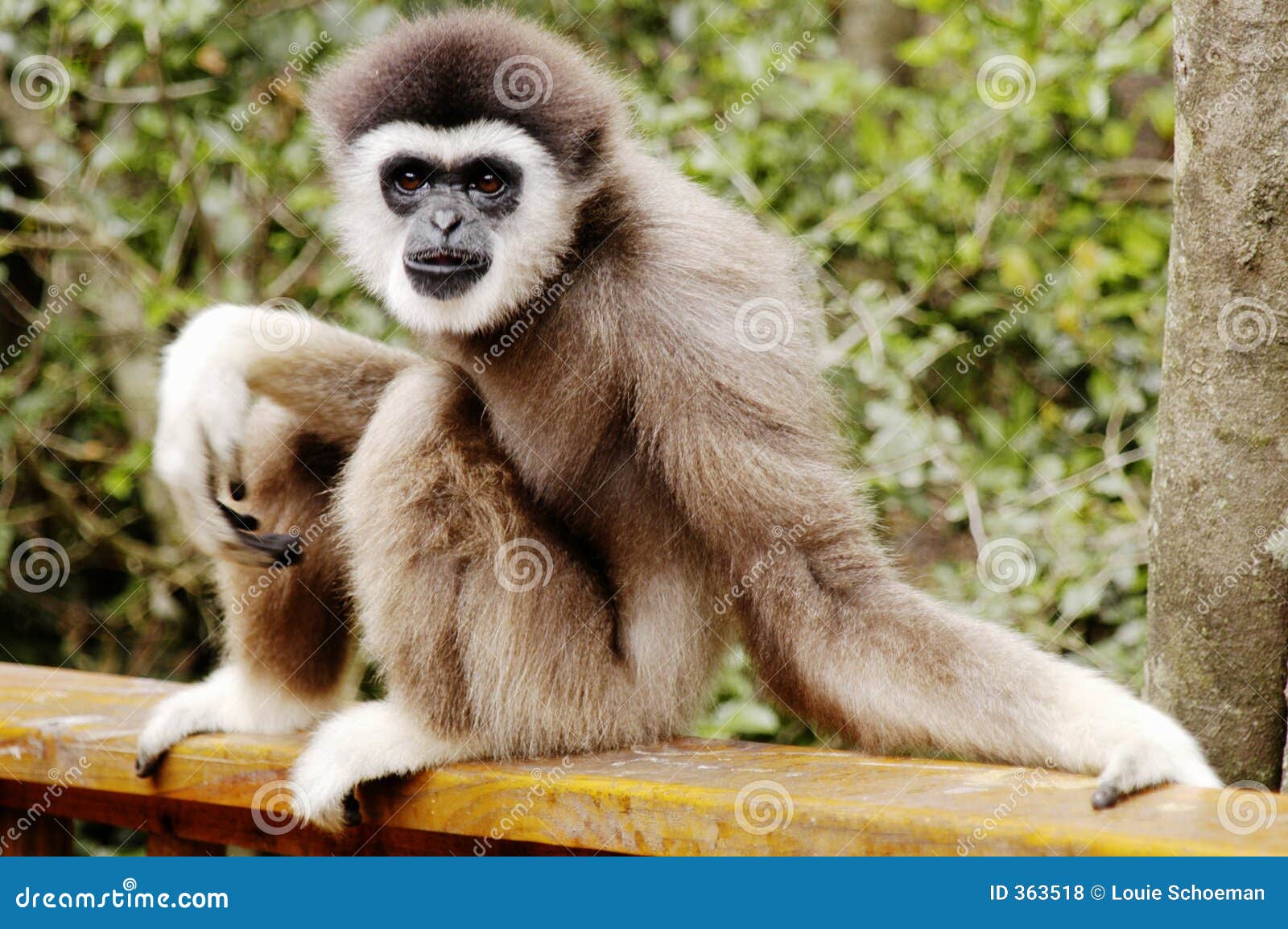 Monkey on a railing stock photo. Image of madagascar, route - 363518