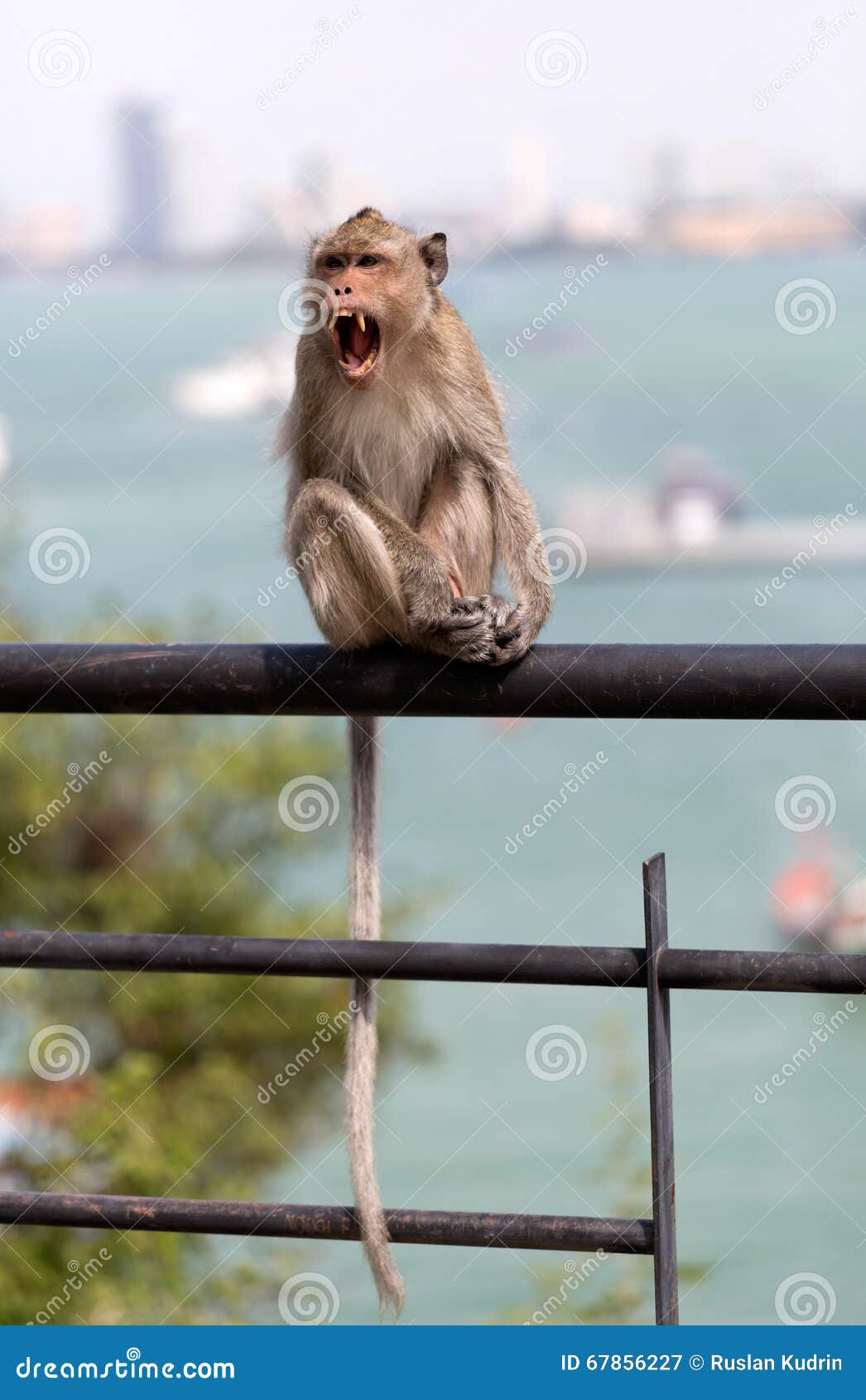 Monkey on a railing stock image. Image of monkey, female - 67856227