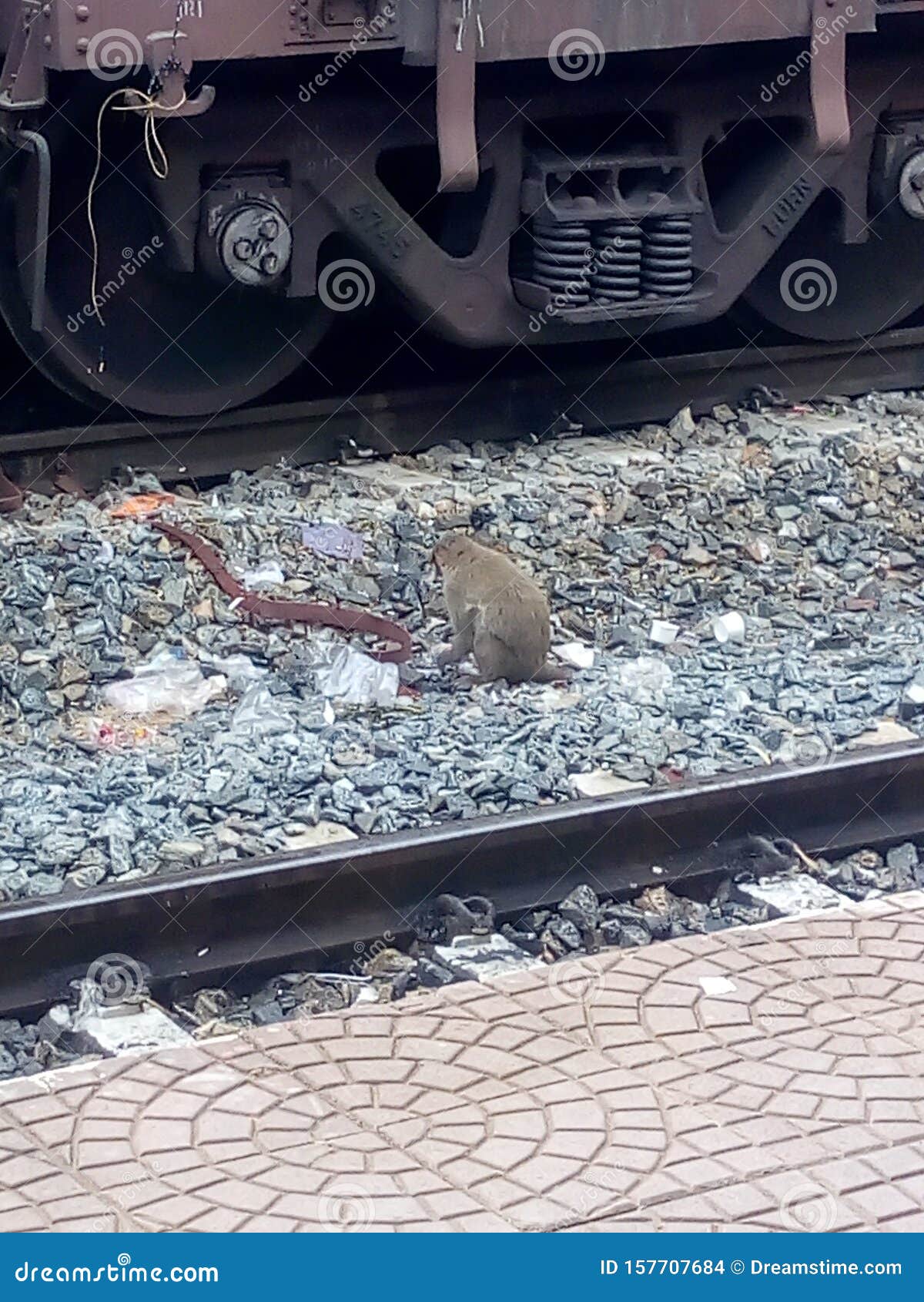 Monkey at the Railway Track Stock Photo - Image of funny, animals ...