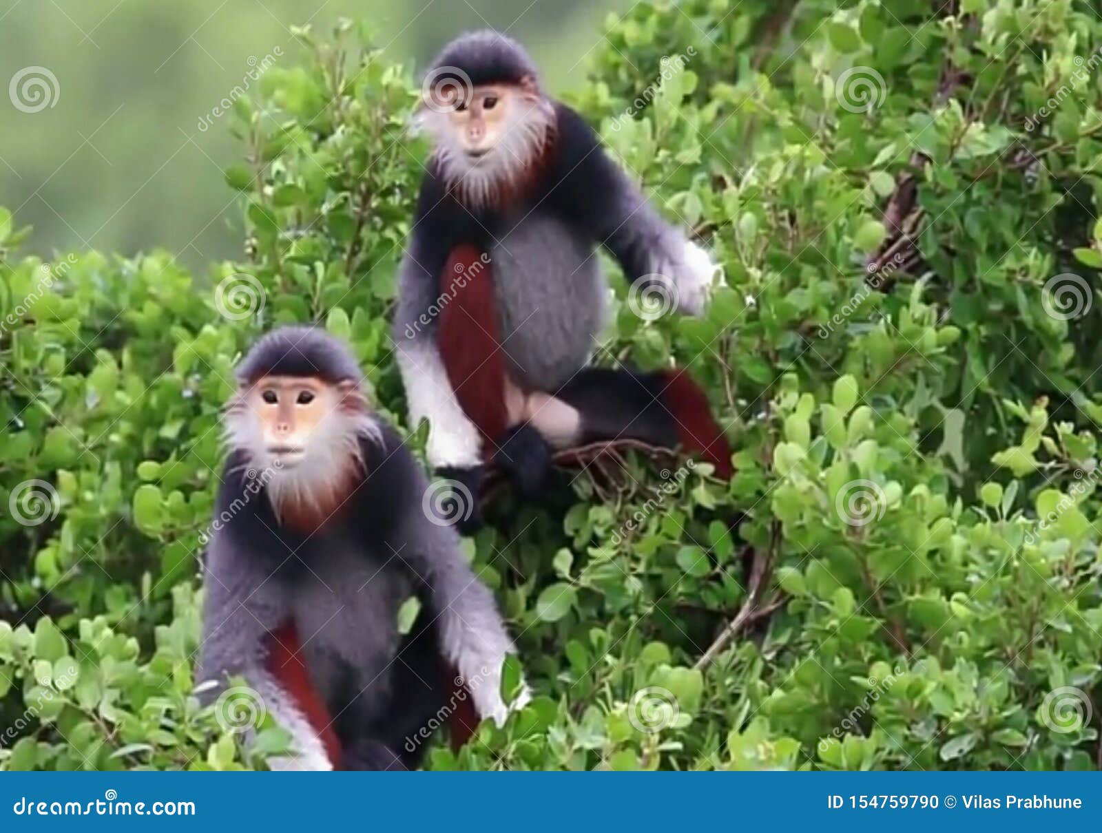 Monkey - Rare Wildlife Species Stock Photo - Image of rare, monkey ...