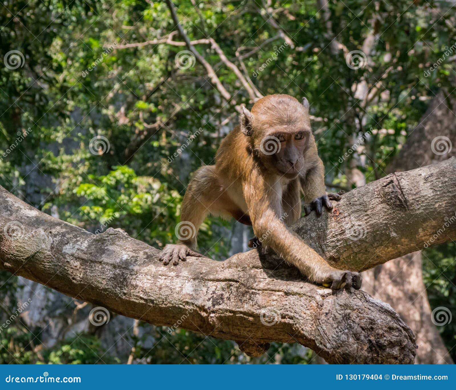 Monkey Reaching Stock Photos - Download 140 Royalty Free Photos
