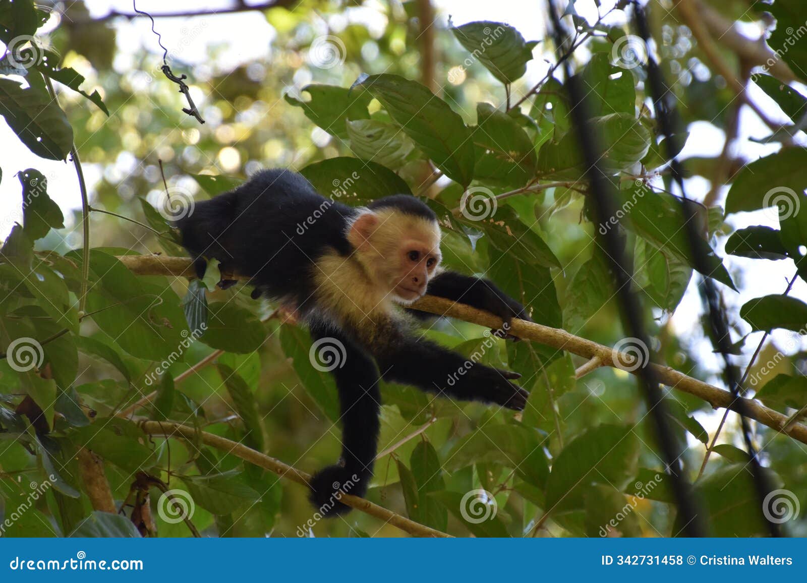 Monkey reaching stock photo. Image of jungle, wildlife - 342731458