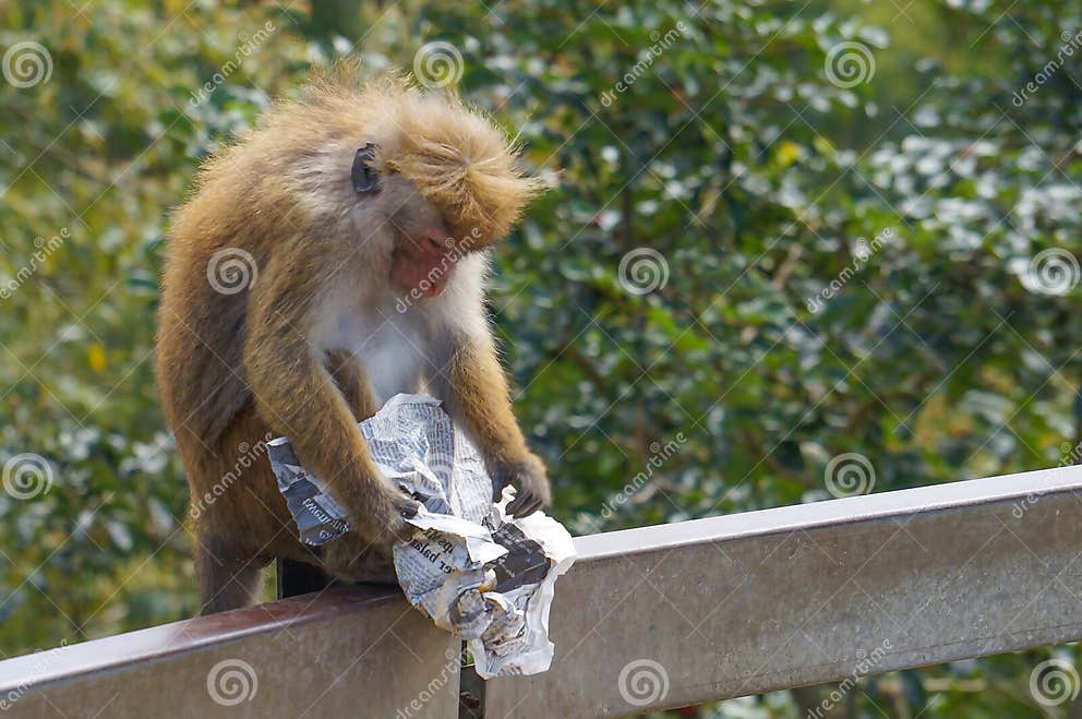 Monkey is Reading the Newspaper Stock Image - Image of park, wildlife ...