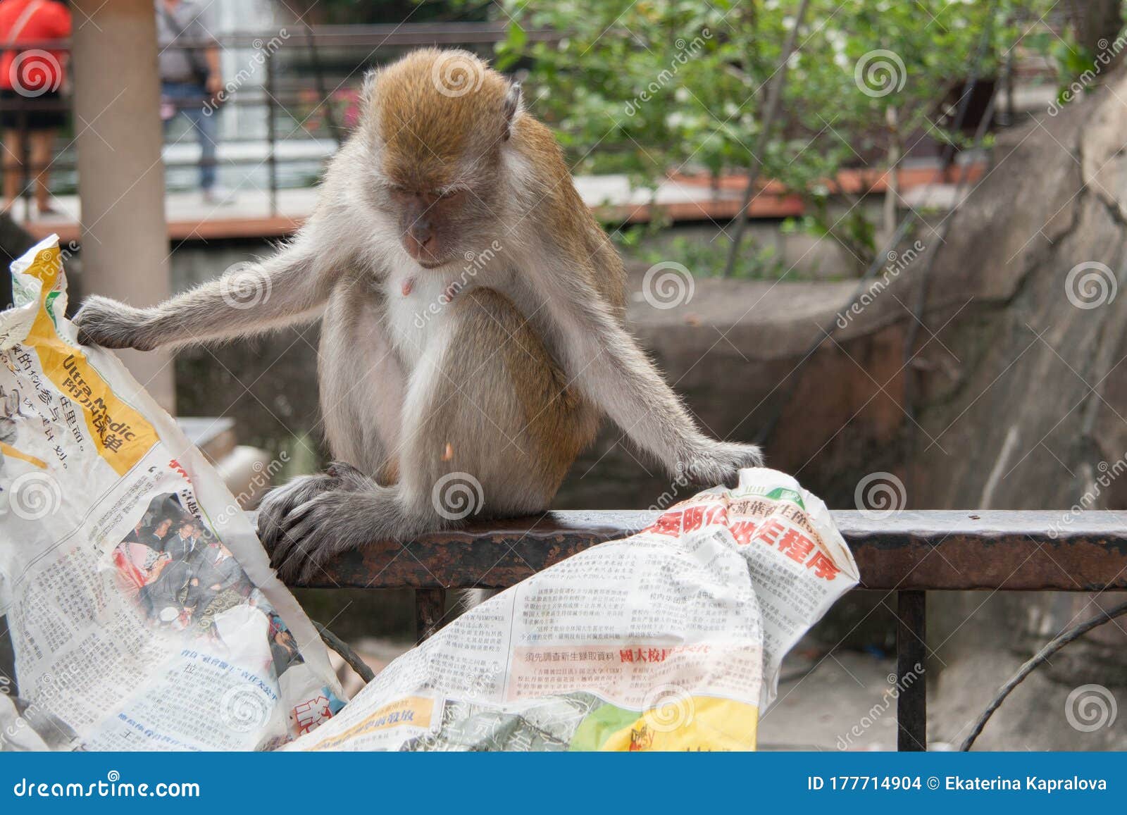 A Monkey Reads a Newspaper Upside Down Editorial Stock Image - Image of ...