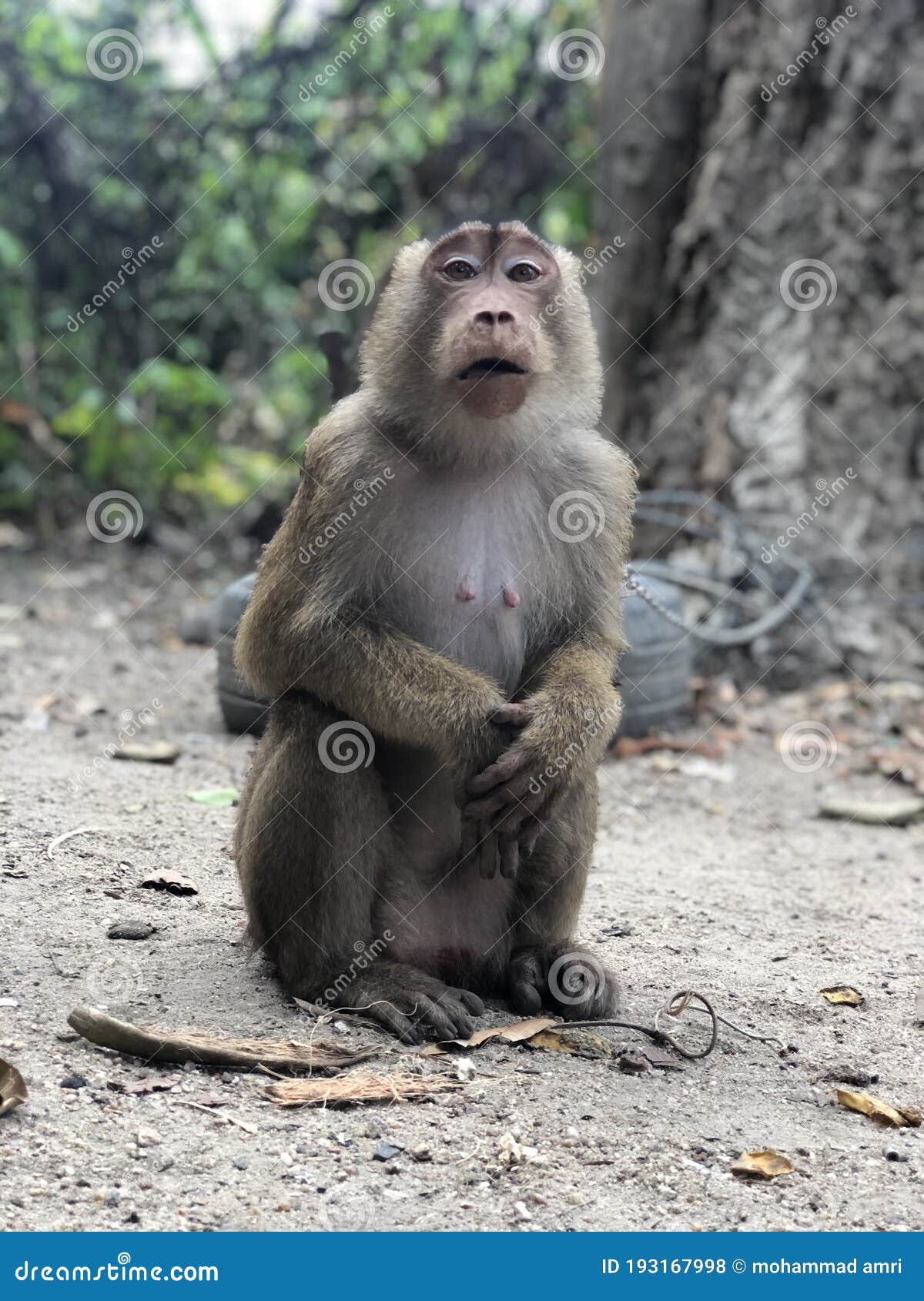 Monkey stock photo. Image of ready, monkey - 193167998