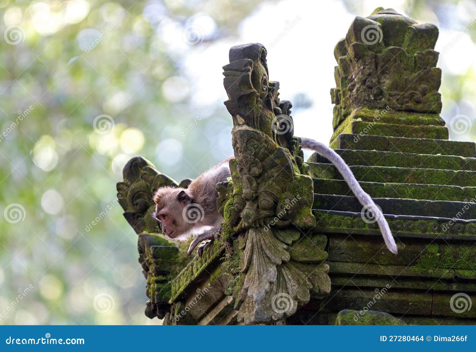 Monkey ready to jump, Bali stock photo. Image of ubud - 27280464