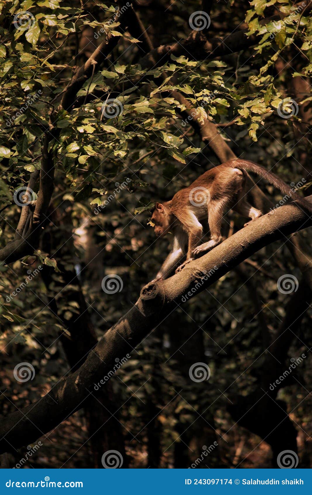 The monkey ready to jump stock photo. Image of sunlight - 243097174