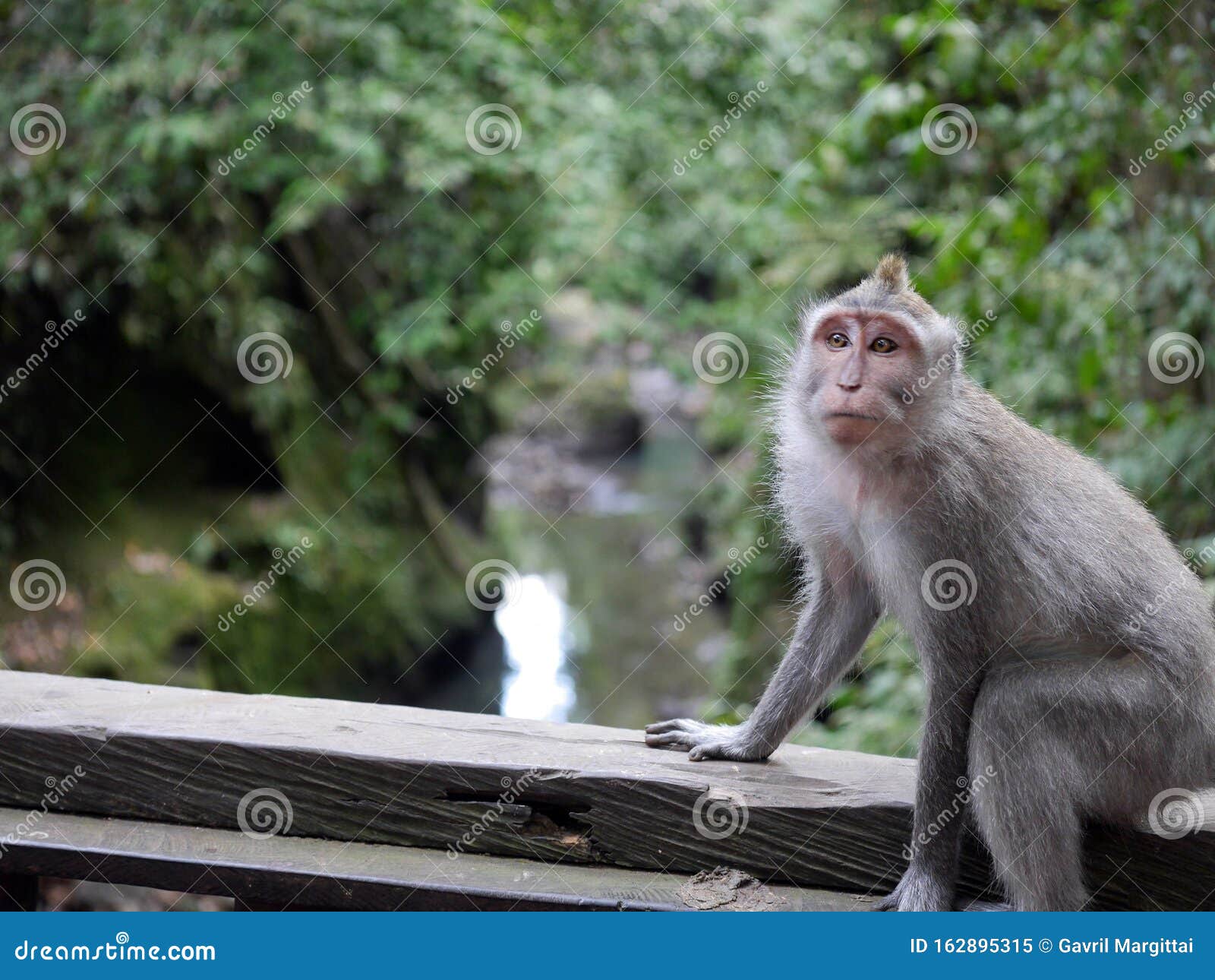 Monkey ready to jump stock image. Image of hands, grey - 162895315
