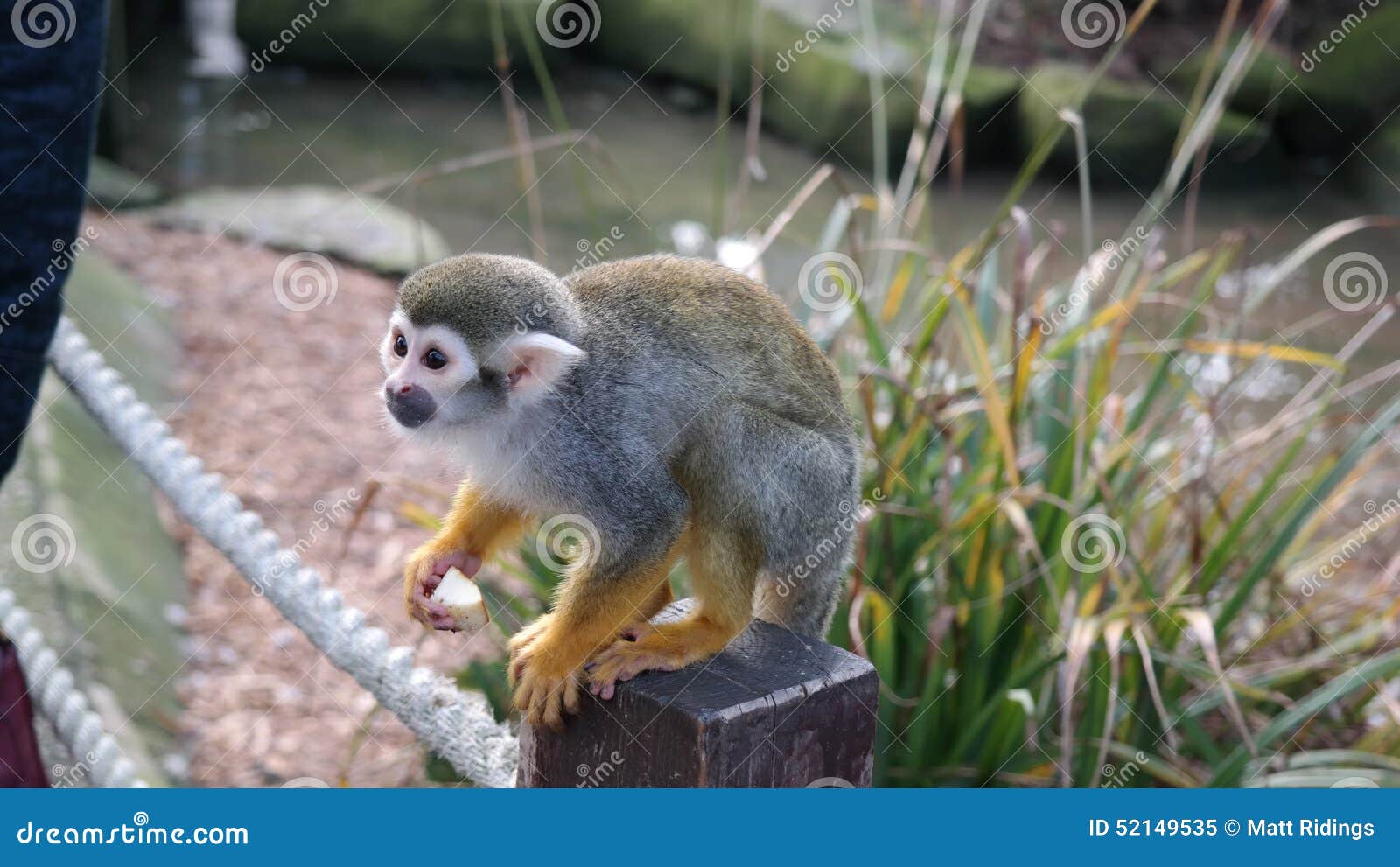 Monkey ready to pounce stock image. Image of monkey, little - 52149535