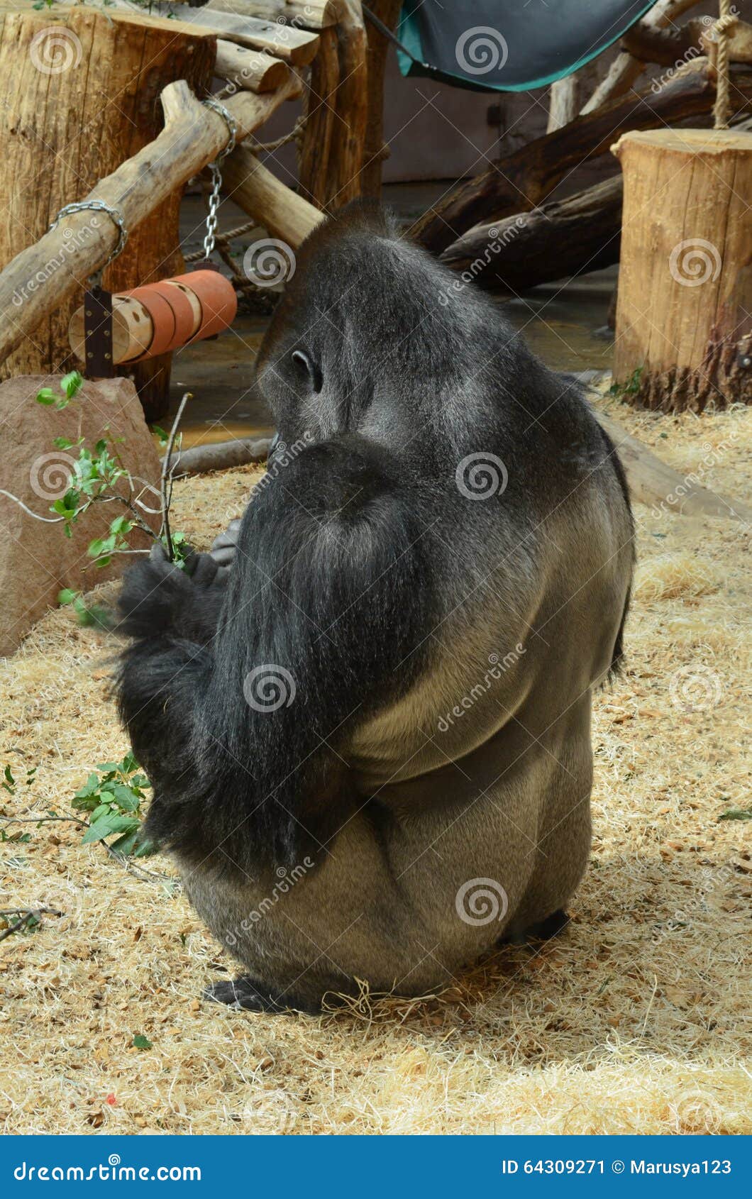 Monkey. Rear view stock image. Image of animals, composition - 64309271