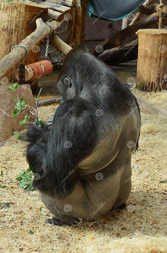 Monkey. Rear view stock image. Image of animals, composition - 64309271