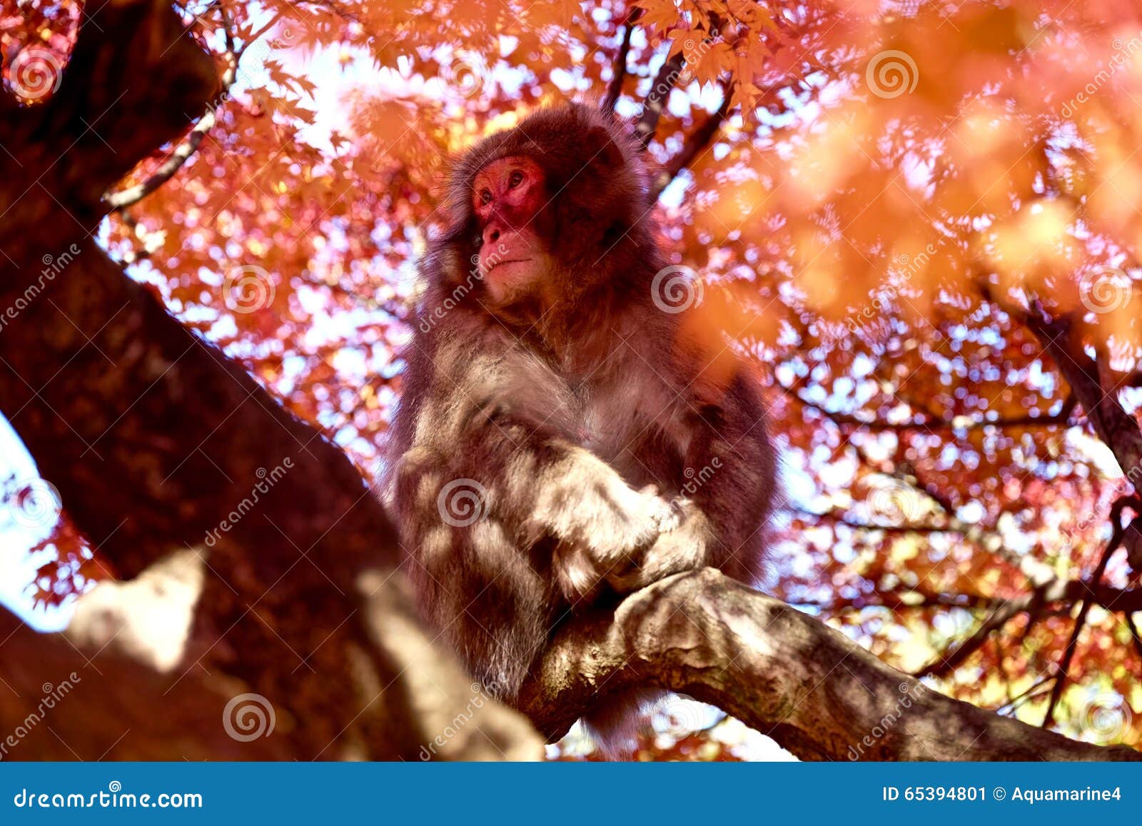 Wild Animal Monkey in Tree. Stock Image - Image of popular, face: 65394801