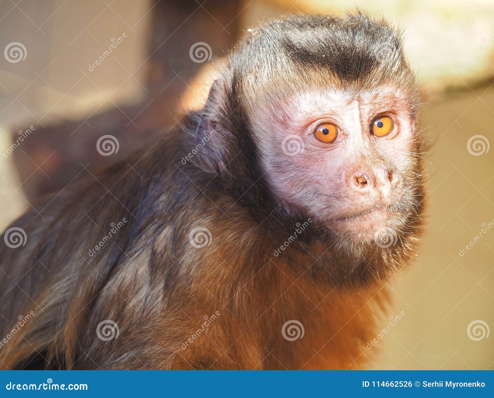 Monkey Red at the Sun Close Up Stock Photo - Image of bright, beautiful ...