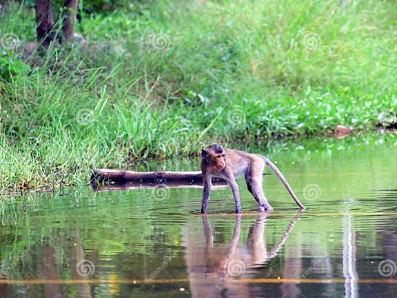 Monkey with reflection stock image. Image of green, forest - 55918411