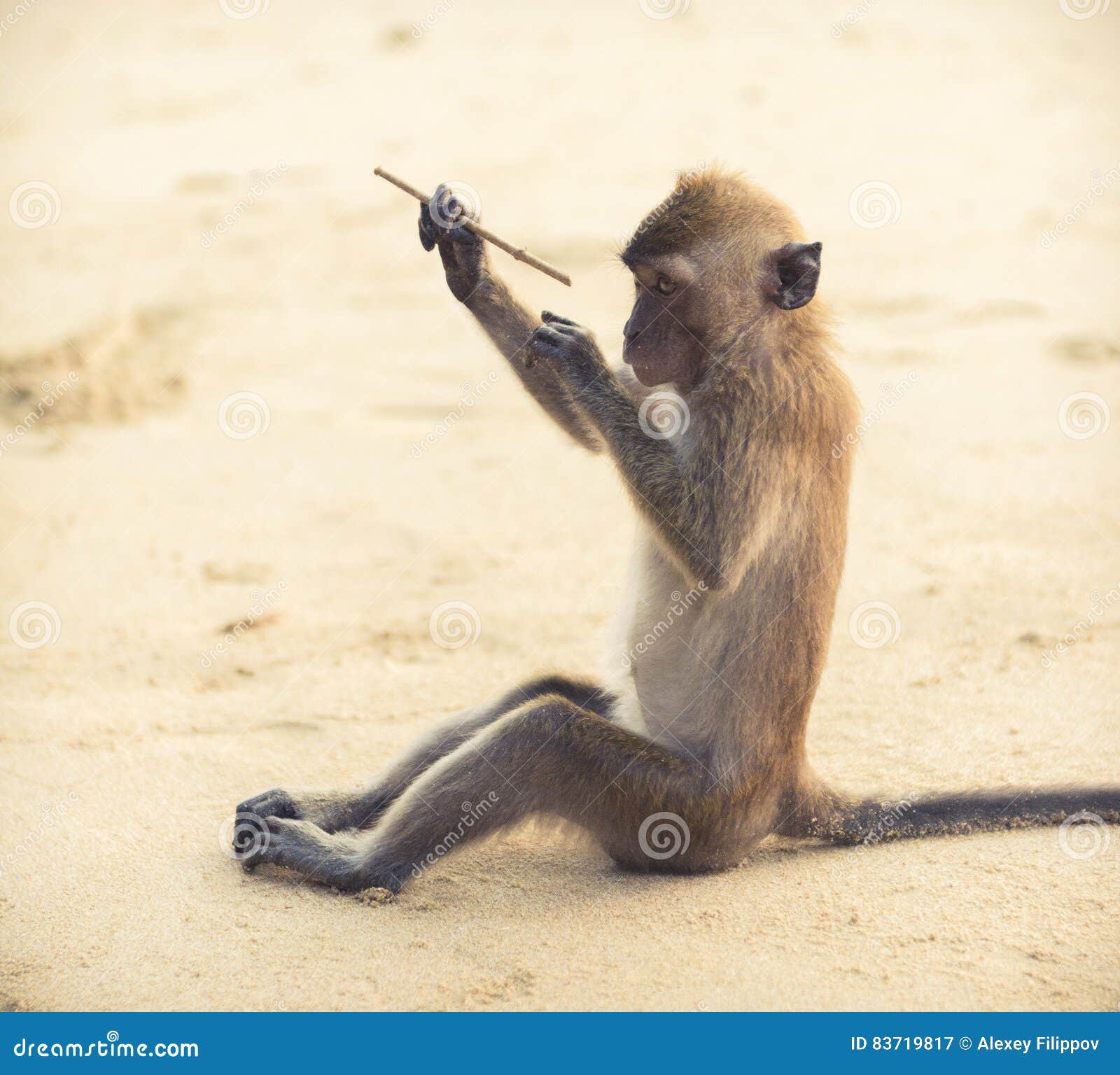 Monkey Reflects on Writing Poetry Stock Image - Image of head, humor ...