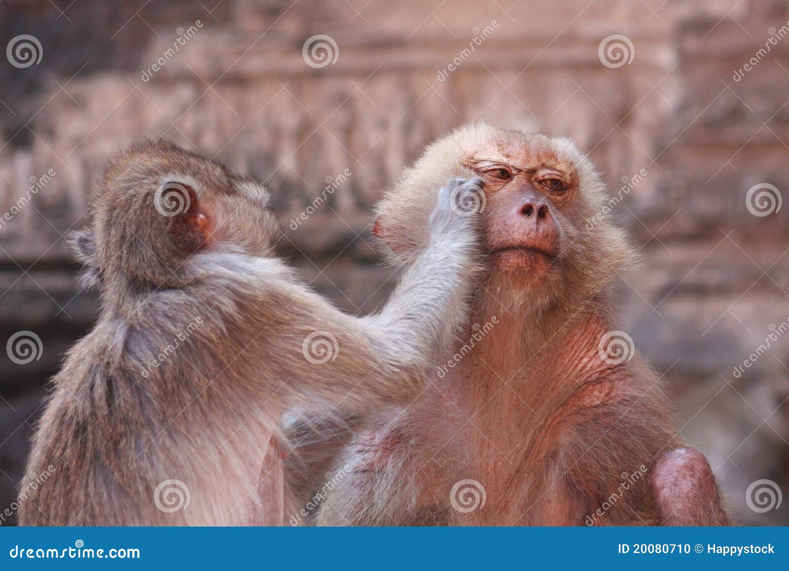 Monkey relationship stock photo. Image of friendship - 20080710