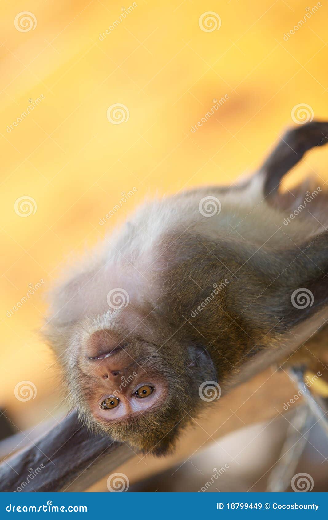Monkey relax stock image. Image of wooden, look, holiday - 18799449