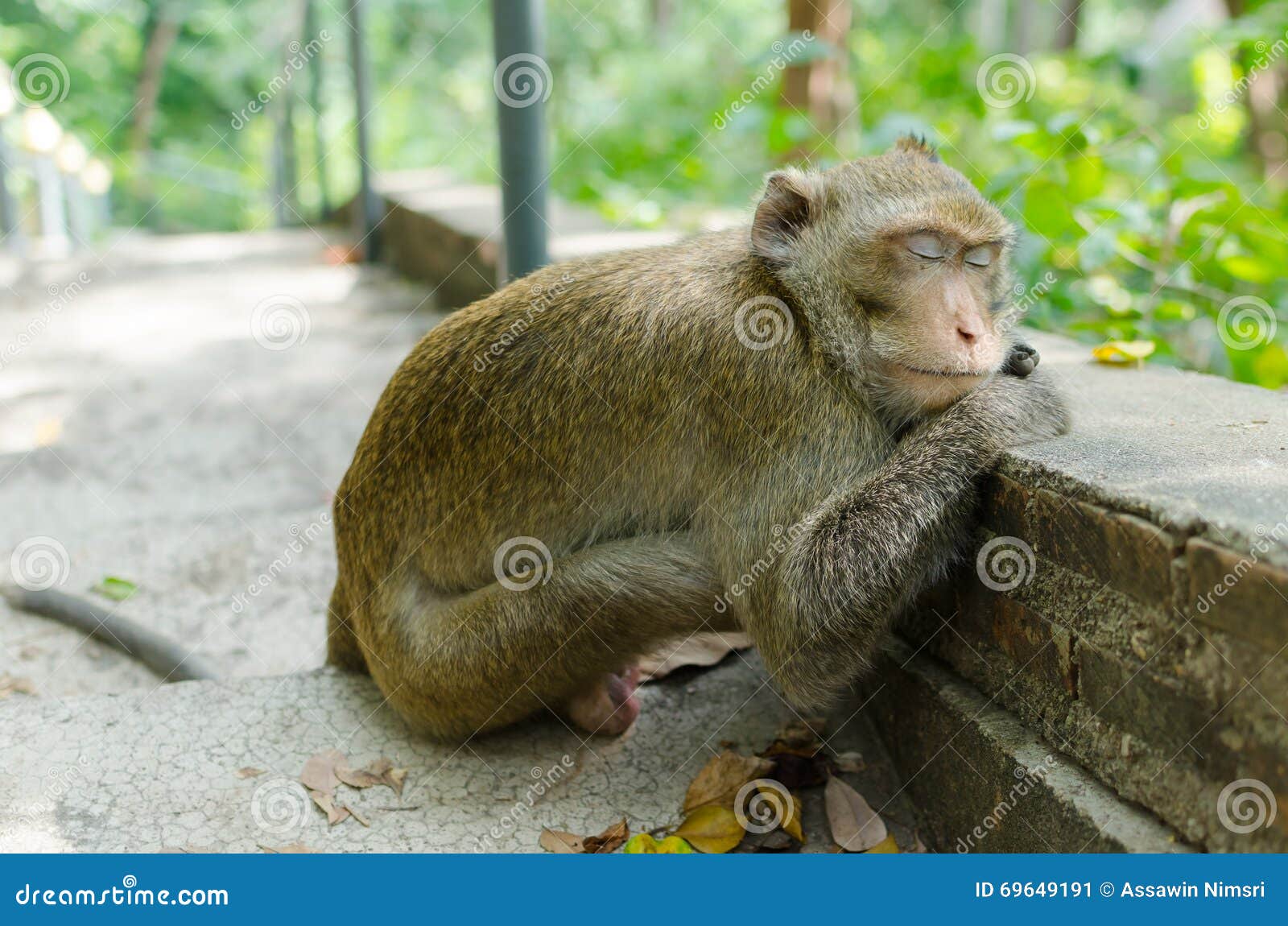 Monkey stock image. Image of gray, close, cute, sleeping - 69649191