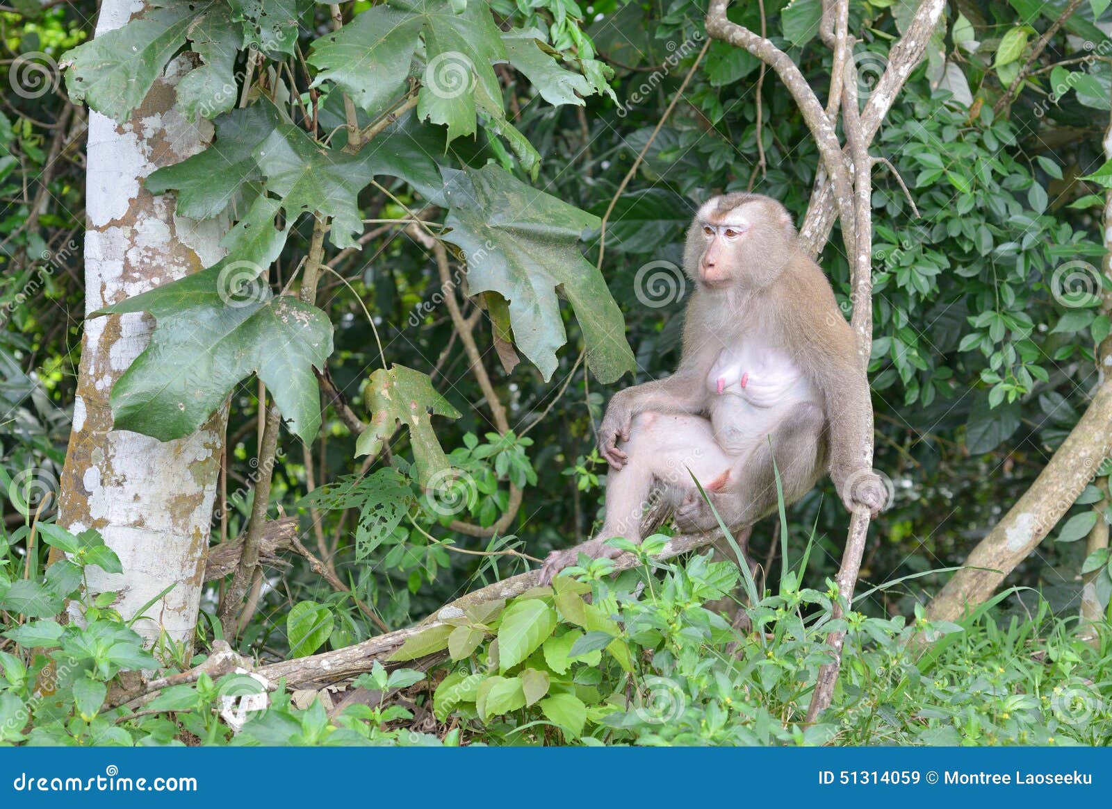 Monkey relax on tree stock image. Image of nature, monkey - 51314059