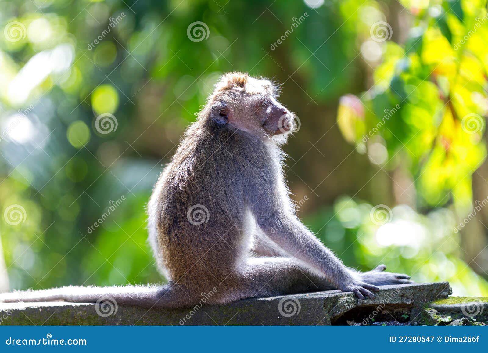 Monkey in Relax, Ubud Forest, Bali Stock Image - Image of monkey ...