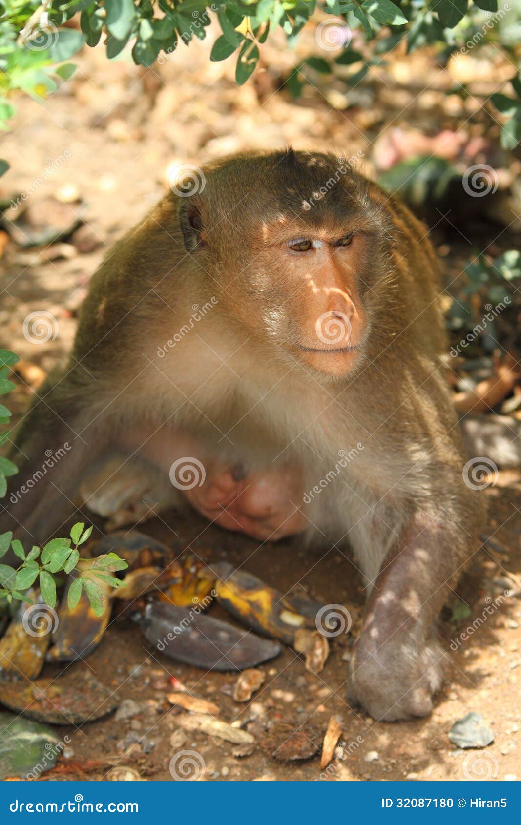 Monkey stock photo. Image of face, monkeys, child, color - 32087180