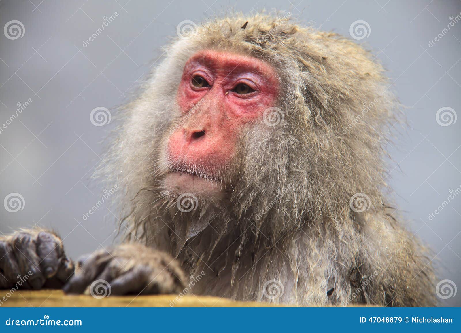 Monkey is relaxation stock image. Image of wildlifeanimal - 47048879
