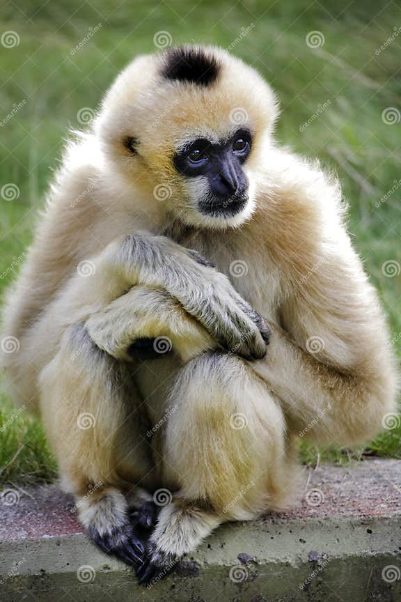 Monkey relaxing stock photo. Image of wild, wildlife - 20832376