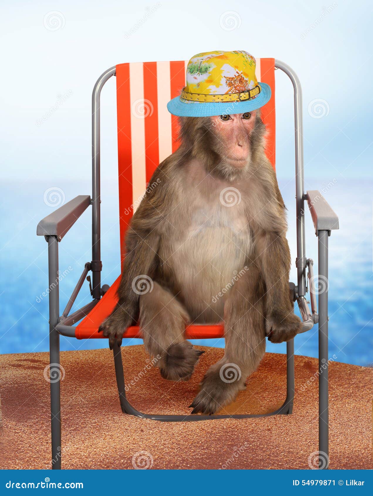Monkey Relaxing on a a Beach Chair Stock Image - Image of ocean, beach ...