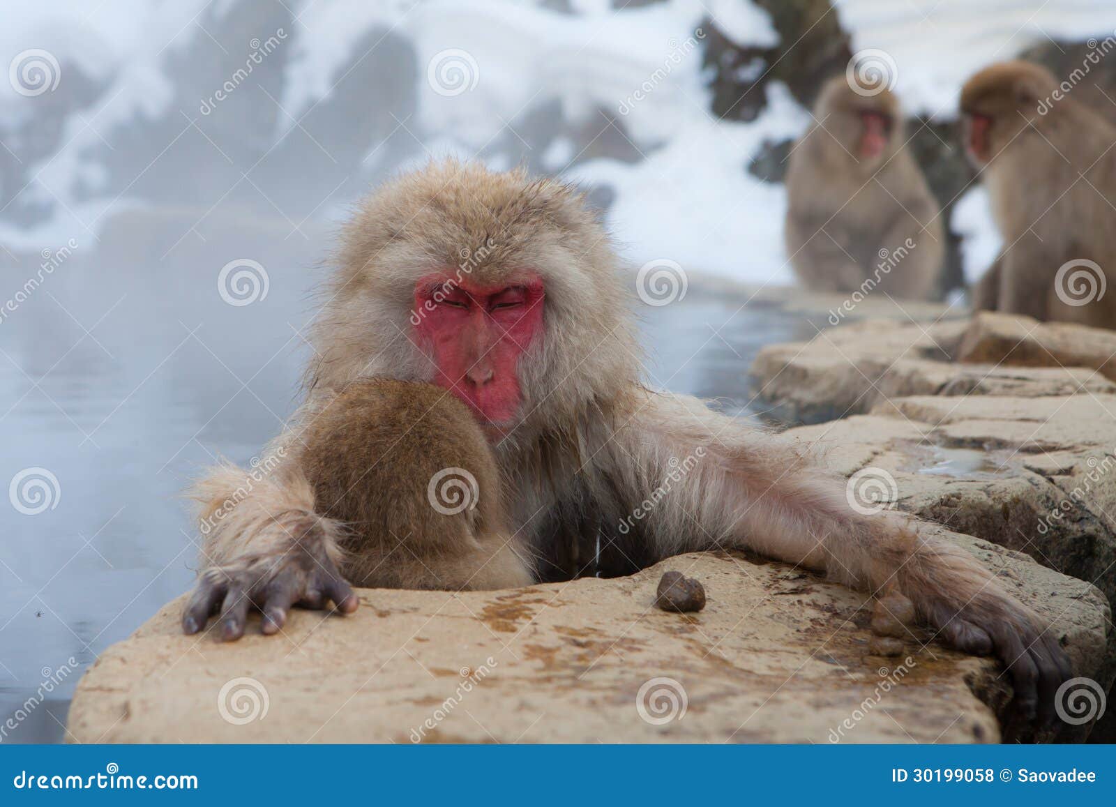 Japanese Snow Monkey Relaxing Stock Photo - Image of snow, group: 30199058
