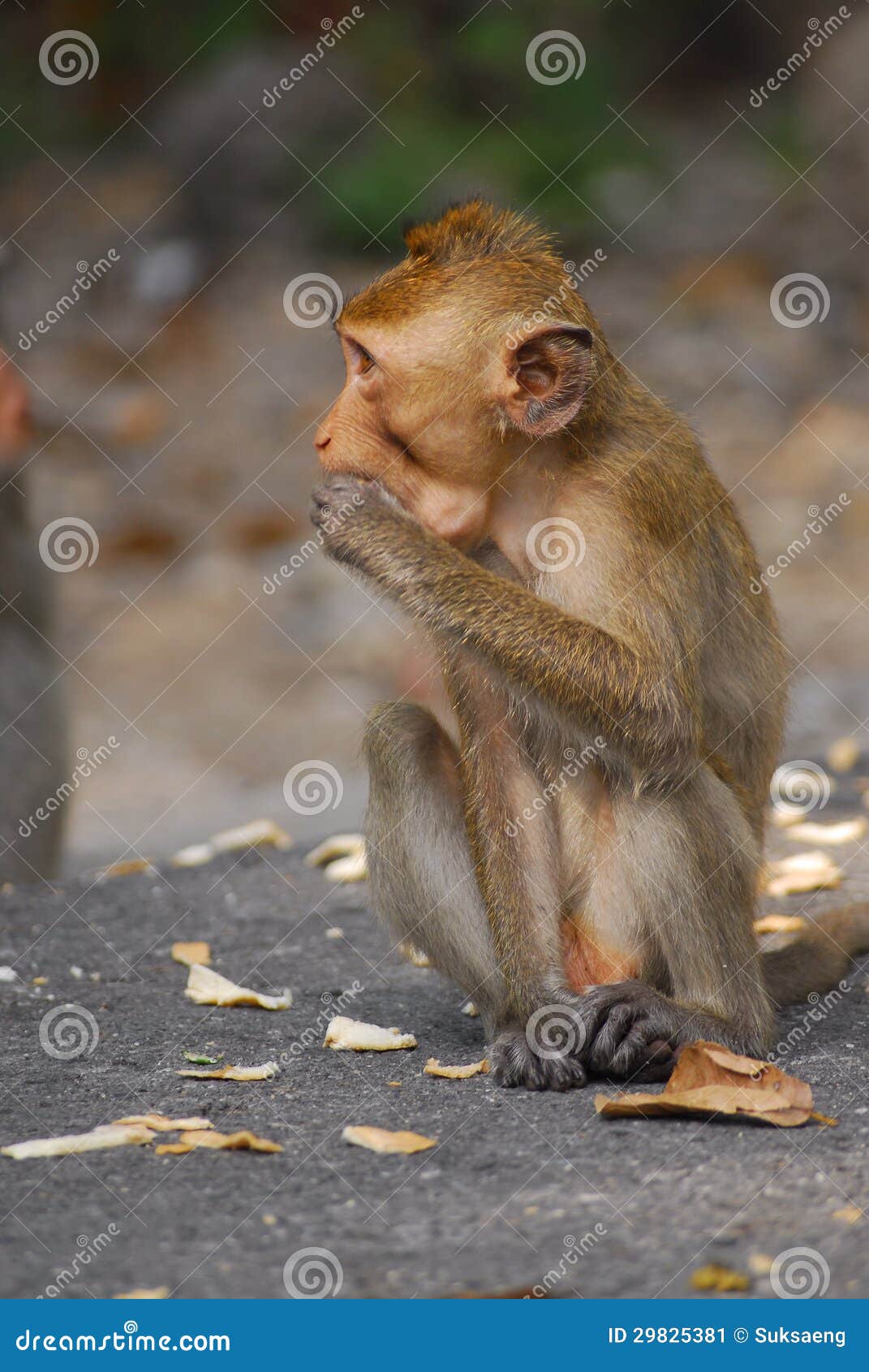 Monkey stock image. Image of nature, relaxing, relax - 29825381