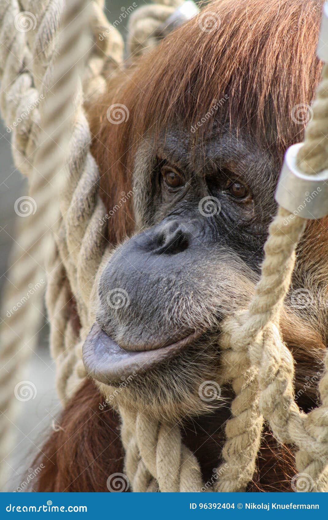 Monkey relaxing in a net stock photo. Image of tree, hanging - 96392404