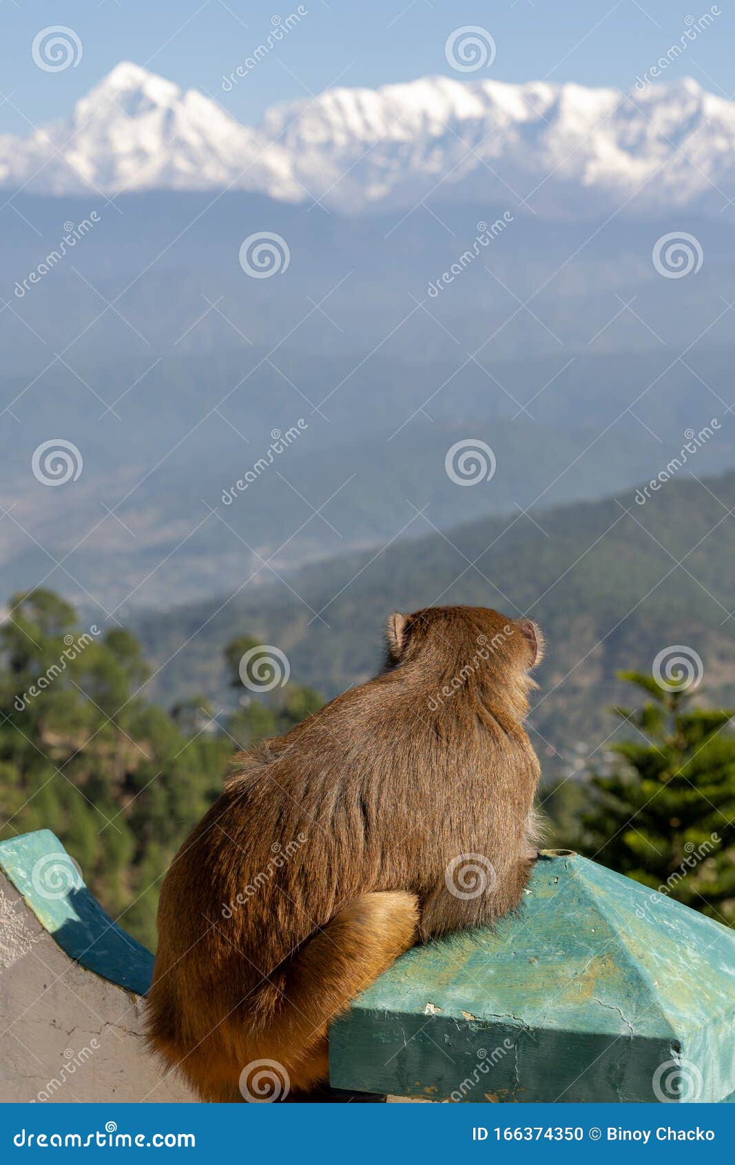 Himalayan Monkey Stock Photography | CartoonDealer.com #92596766