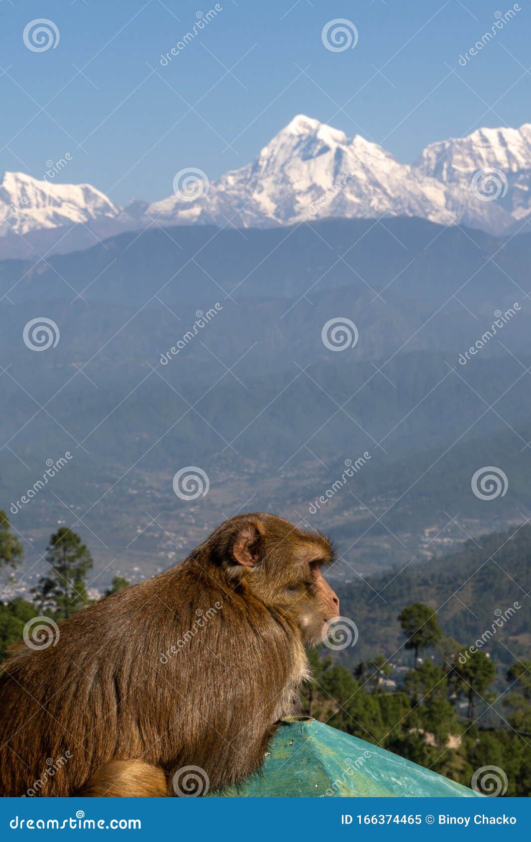 Himalayan Monkey Stock Photography | CartoonDealer.com #92596766