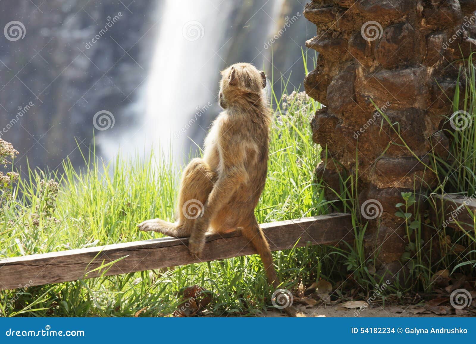 Monkey rest stock photo. Image of monkey, travel, landscape - 54182234