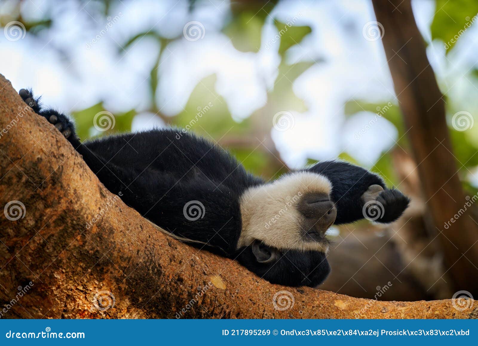 Monkey Rest Relaxation Break on the Tree Trunk. Black-and-white Colobus ...