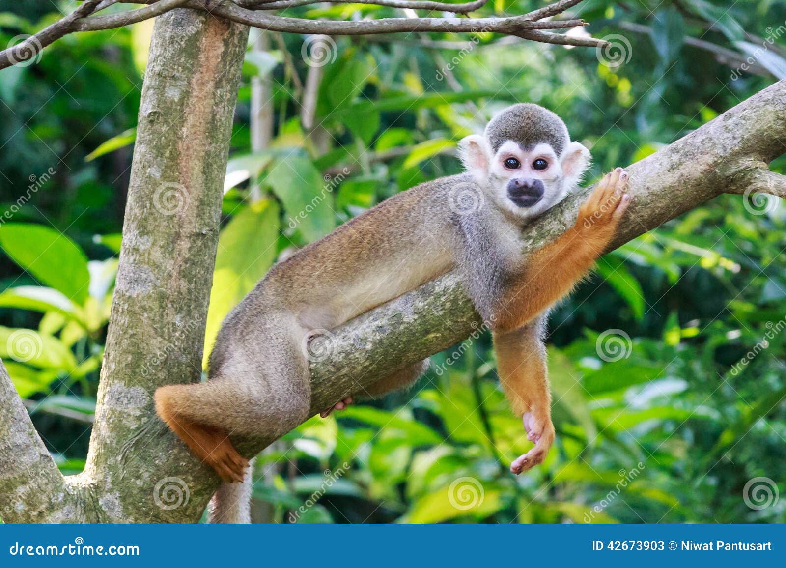 Monkey rest on the tree stock image. Image of animal - 42673903