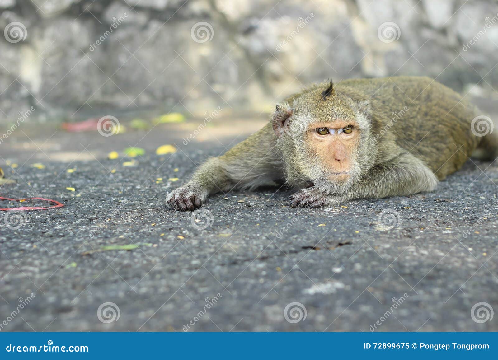 Monkey stock image. Image of relax, away, monkeys, little - 72899675