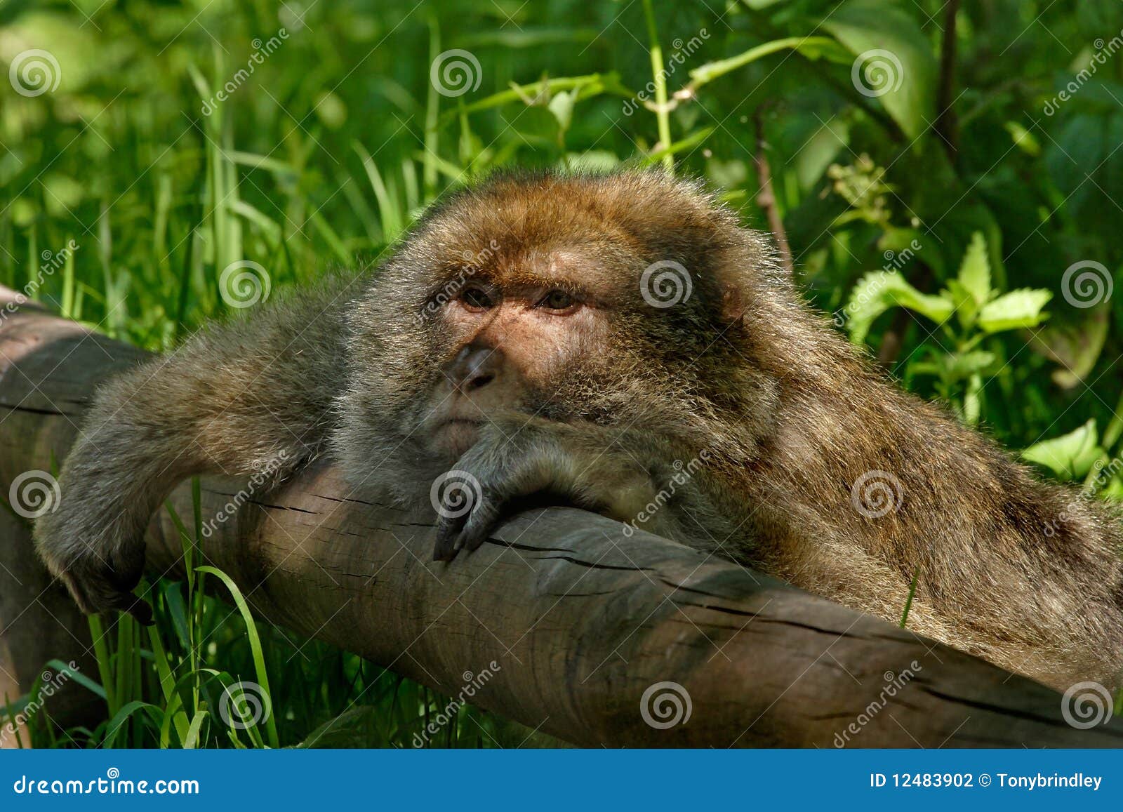 Monkey resting stock photo. Image of nature, animal, adult - 12483902