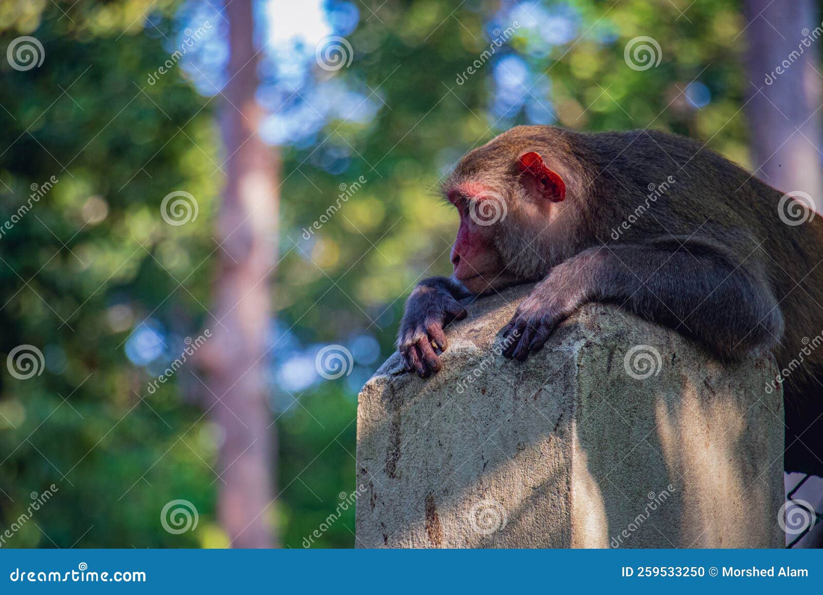 A Monkey Resting on a Concrete Puller Stock Photo - Image of park, wild ...