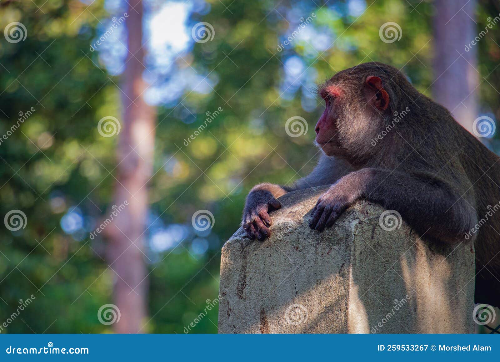 A Monkey Resting on a Concrete Puller Stock Image - Image of living ...