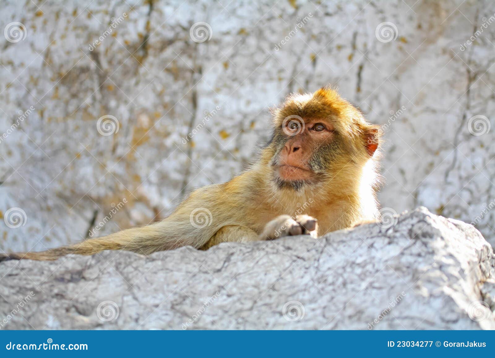 The Monkey is Resting on the Rocks Stock Image - Image of facial ...