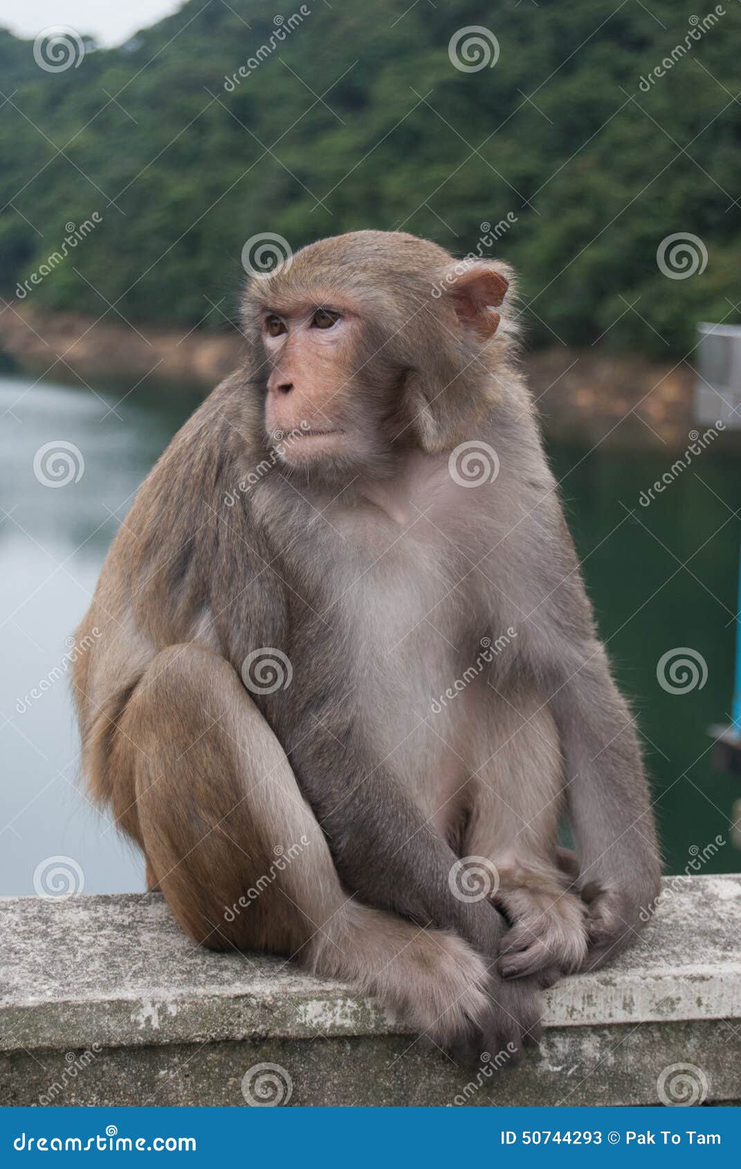 Monkey resting stock image. Image of post, animal, monkey - 50744293