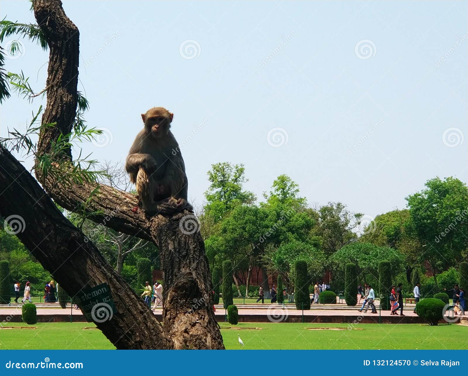 Monkey Resting On A Tree Editorial Image | CartoonDealer.com #132124570
