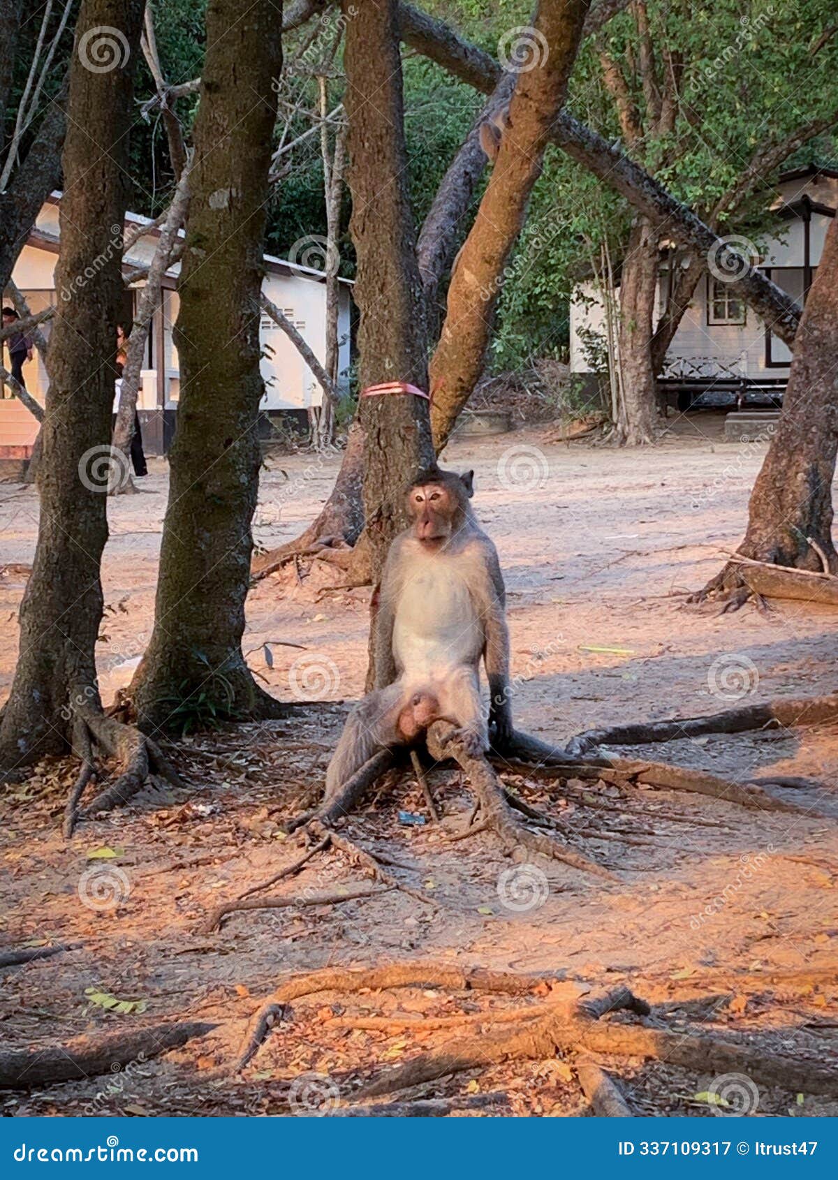 The Monkey is Resting Under the Tree. Stock Image - Image of resting ...