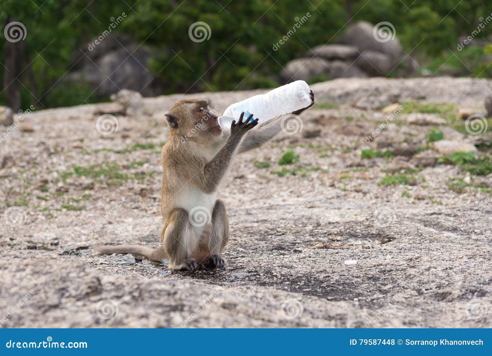Monkey Rhesus Macaque Drinking from a Water Bottle in Thailand a Stock ...