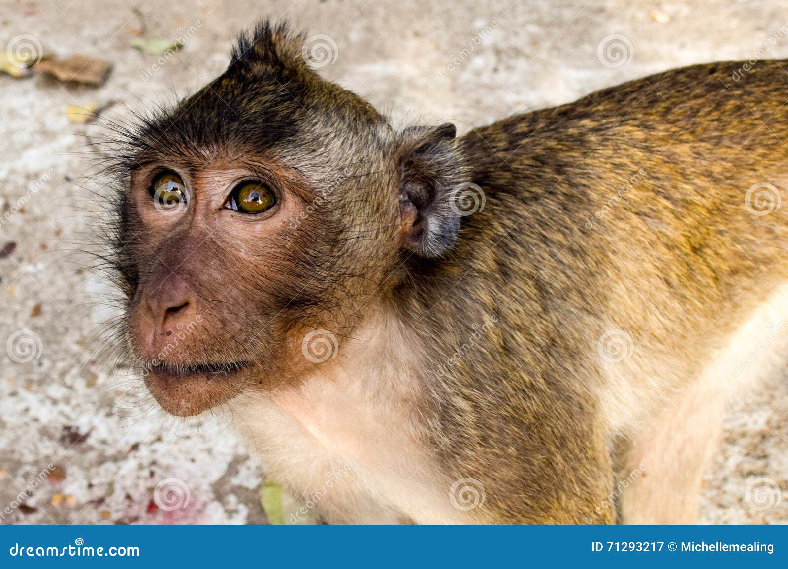 Macaques Staring In The Distance At Uluwatu Temple, Bali Stock Photo ...