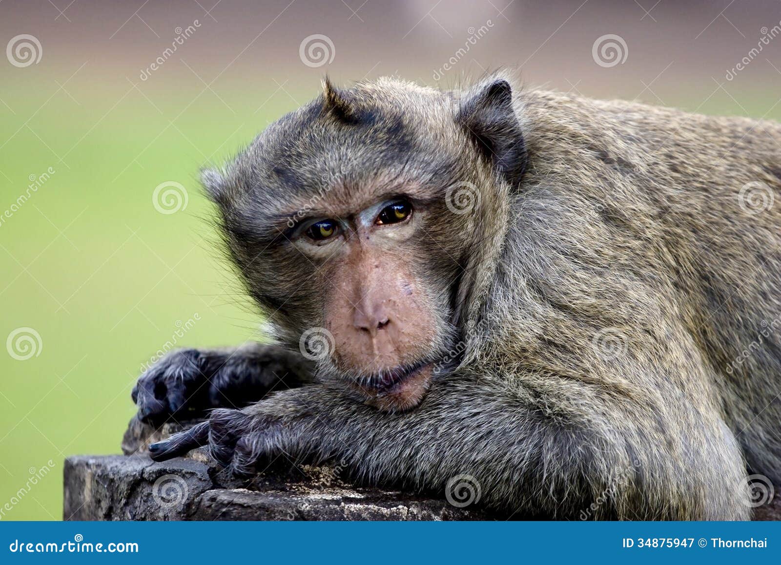 Monkey Rhesus stock image. Image of rhesus, wildlife - 34875947